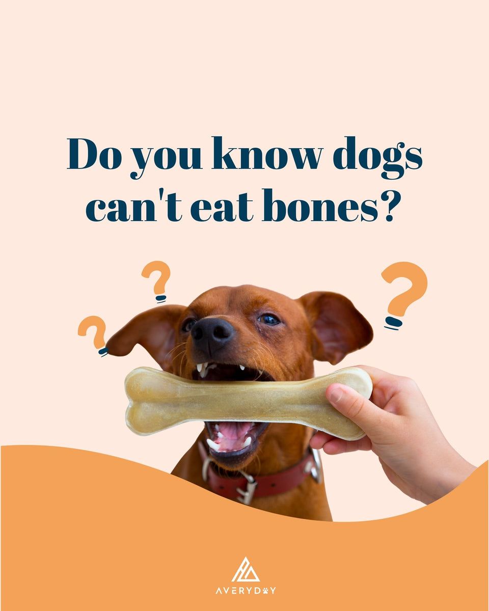 Can dogs actually eat bones? – AveryDay